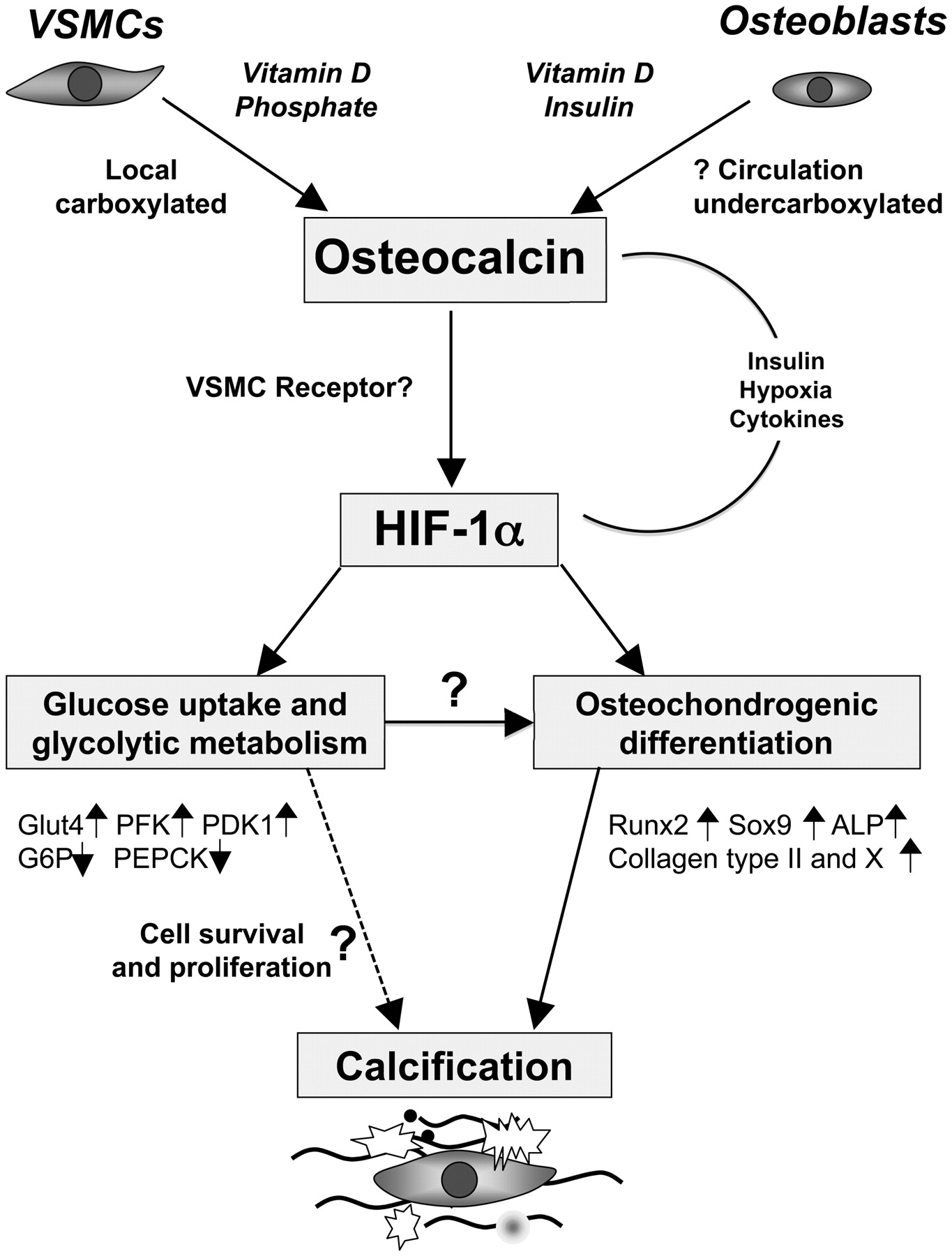 The Role of Osteocalcin in Health and Longevity